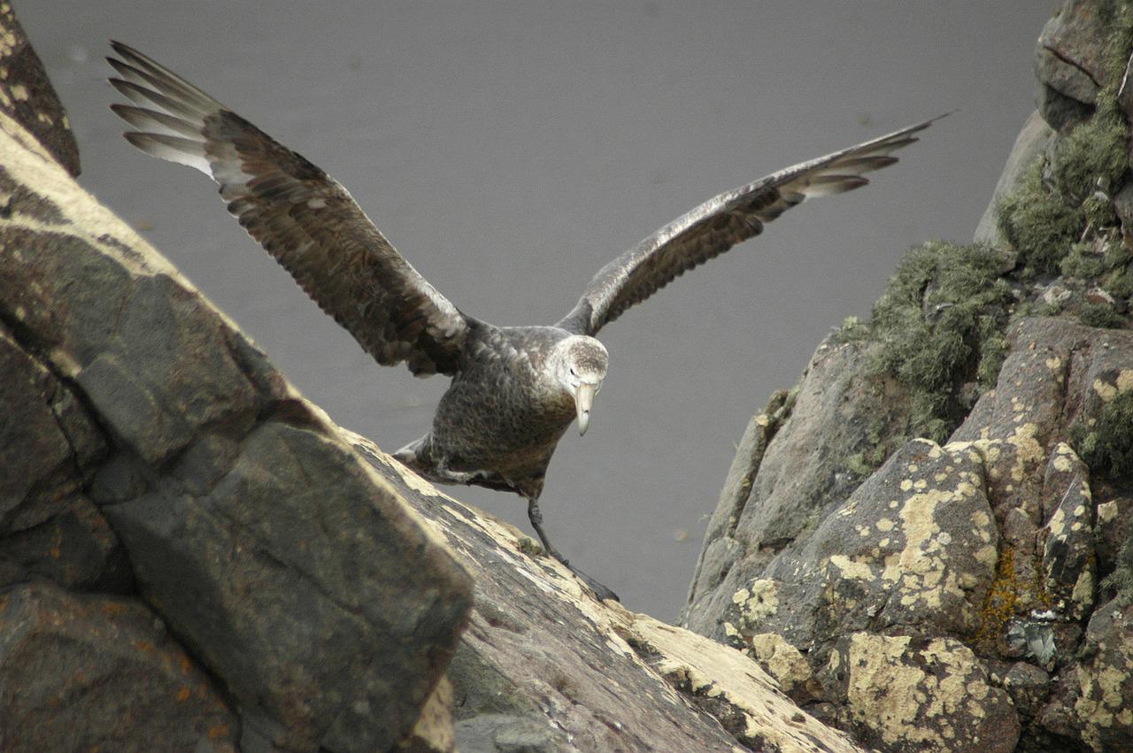 Nature gave us Winglets and Sharklets - Here's how | Wingtalkers